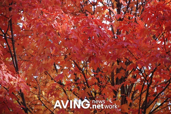 [Visual Tour] Discover the beauty of Ohio fall foliage