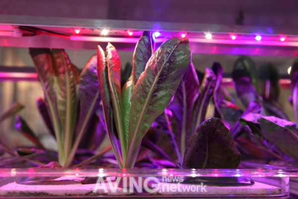 [L&D2010 Field Covering] Low cost, Highly efficient Korean standard LED ...