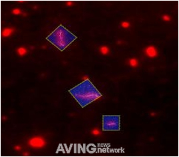 DirectOverlay display & analysis software from JPK Instruments