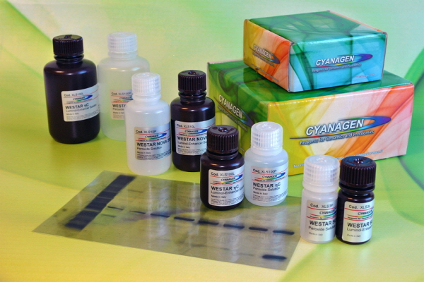 [KOREA LAB 2015 Preview] Cynagen's Chemiluminescent and Fluorescent Dyes