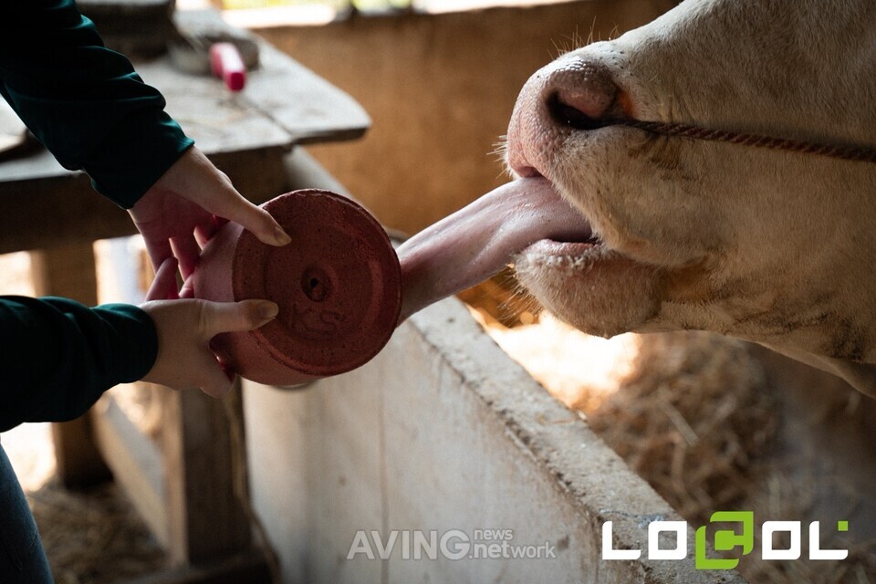 LOCOL Thailand to Showcase Sustainable Cocoa-Lick Blocks at COMEUP ...